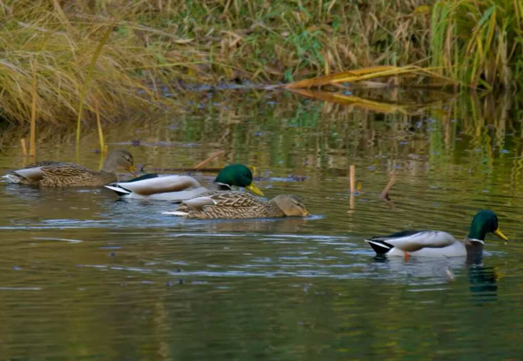 Match Gun To Game | Amaze Trivia